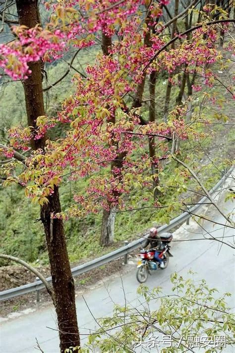 廣西柳州融安泗頂之行在雲霧繚繞的盤山公路上處處透露著春機 每日頭條