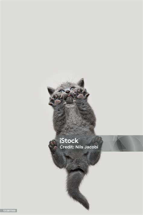작은 영국 짧은 머리 새끼 고양이의 하단 보기 는 재미 얼굴을 만드는 유리 창에 누워 꼬리에 대한 스톡 사진 및 기타 이미지 꼬리 브리티시 쇼트헤어 0명 Istock