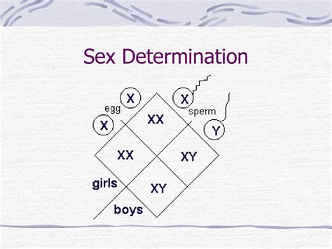 Chapter Ppt Download