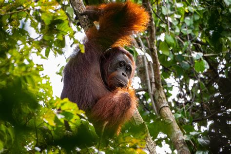 Save Orangutan Quotes This Orangutan Worked Hard To Save A Drowning