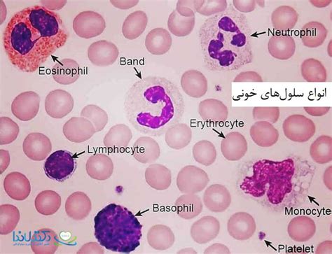 سایت جوابدهی آزمایشگاه دنا دریافت جواب آزمایش