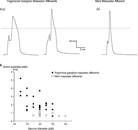 Contrasting Action Potential Characteristics Of Masseter Muscle Sensory