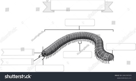 External Anatomy Millipede Worksheet Illustration Stock Vector Royalty Free 2063787974