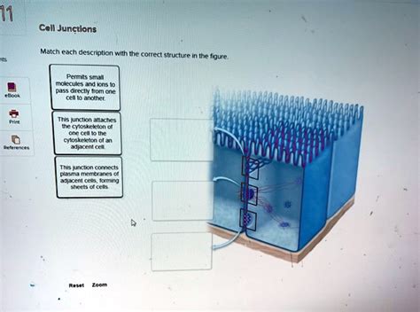 Solved Cell Junctions Match Each Description With The Correct Structure In The Figure Permits