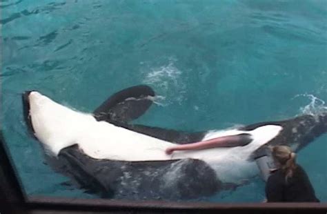 고추크기 순위 고래고추 1위 코끼리 고추 2위 말고추3위 네이버 블로그