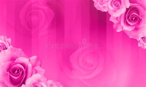 Pink Roses Flower Placed On The Top Right Corner And Bottom Left Corner On The Gradient Pink