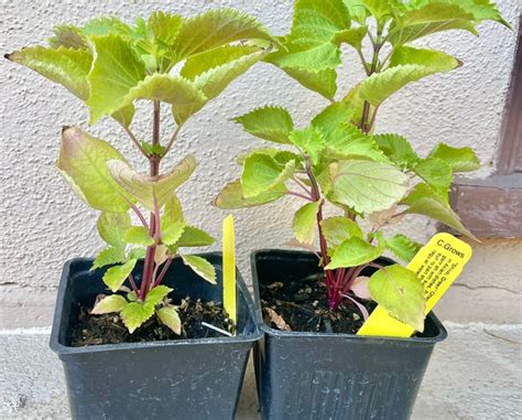 Why Are My Perilla Leaves Mushy