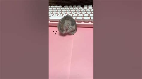 귀엽게 싼 똥 3개ㅎㅎ😍 Youtube