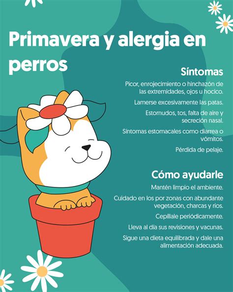 Primavera Y Alergia En Perros Síntomas Y Cómo Actuar