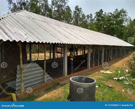 Poultry Farm Chicken Business Farm Editorial Photo