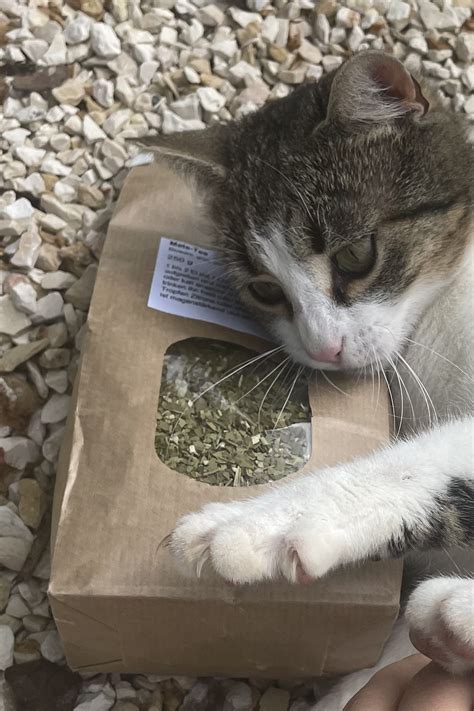 Matetee Lichtweg Shop Mazdaznan