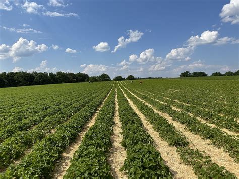 Strawberry Field Harvesting Free Photo On Pixabay Pixabay