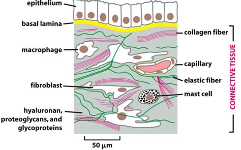 Topic 9 Cell Junctions And Cell Adhesions Bs2004 Molecular And