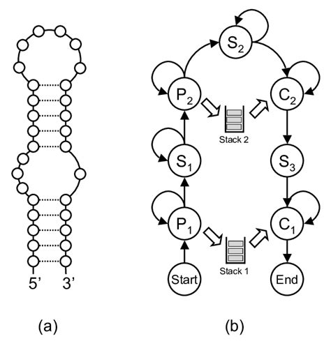 6 A A Typical Structure Of An Iron Response Element B An Example Download Scientific