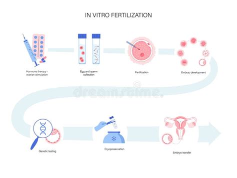 Human Fertilization Process Poster Stock Illustrations 67 Human