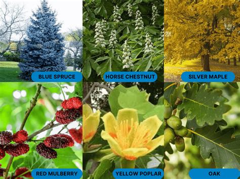 Best Tree For Co Absorption At John Moris Blog