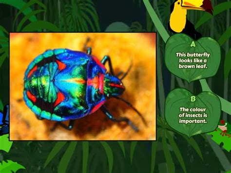 Insect Colours Quiz Cuestionario