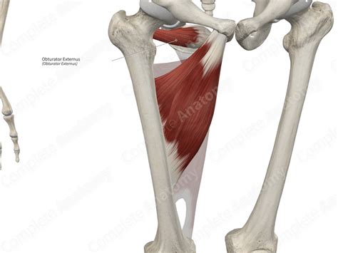 Obturator Externus Complete Anatomy
