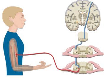 Motor System Of The Brain Pathways Function Physiology