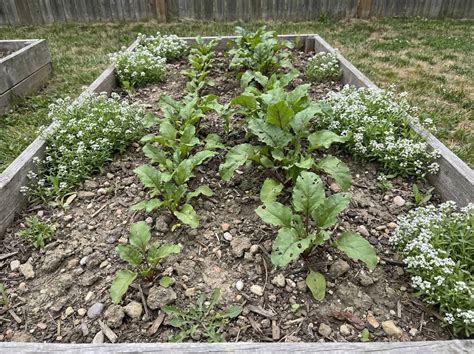 Why Sweet Alyssum Is The Companion Plant Your Garden Needs
