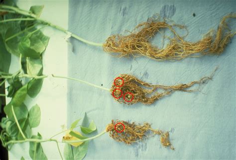 7 Modern And Efficient Ways To Protect Crops From Pests And Diseases