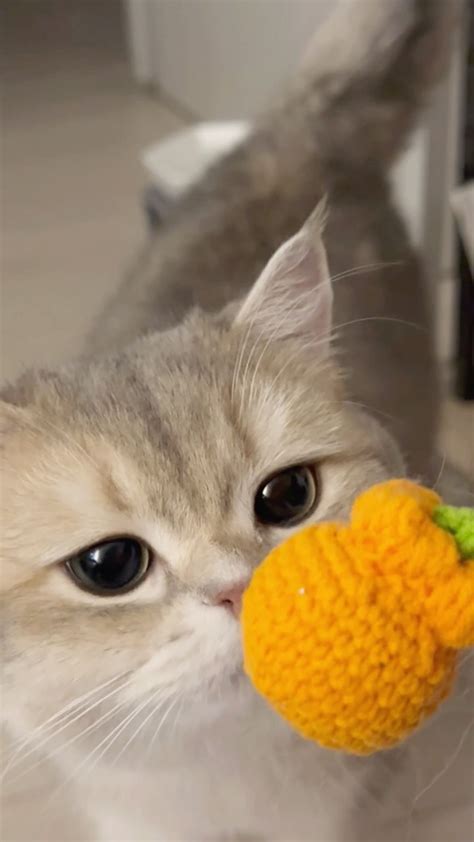 하트비트 놀아주다가 숨 넘어감😮‍💨 브숏 브리티쉬숏헤어 Britishshorthair 골드 블루골드 냥스타그램 냥이스타그램 고양이 고양이그램