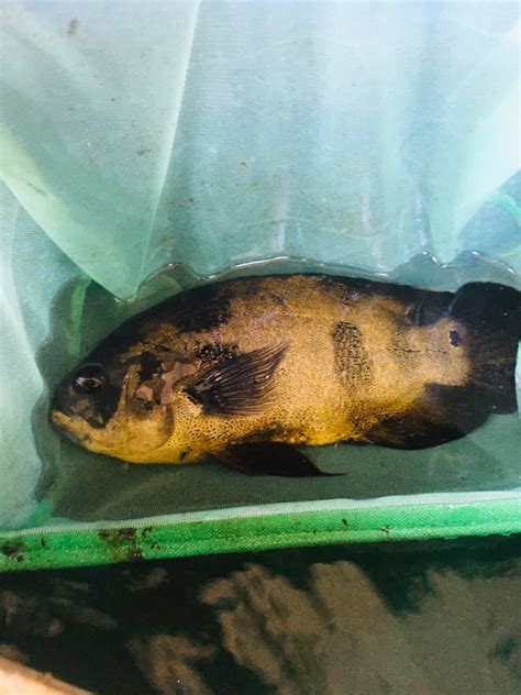 විසිතුරු මසුන් සහ මාළු ටැංකි🐠🐟