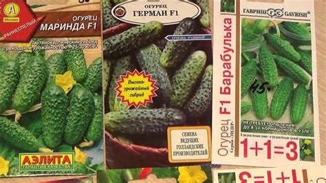 Лучшие сорта огурцов из моей записной книжки. | Зеленая фасоль, Огурец