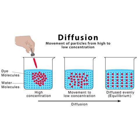 Diffusion And Osmosis Lab Analysis At Thomas Martha Blog