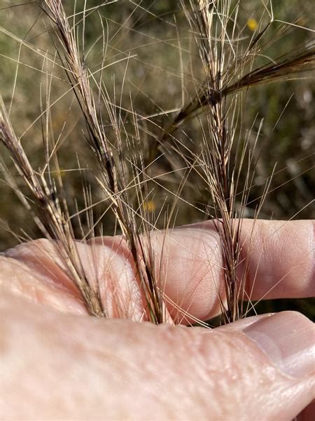 Aristida Palustris Longleaf Three Awn Fsus