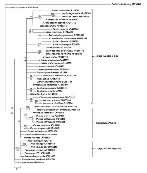 Bayesian 50 Majority Rule Consensus Phylogram Resulting From The Download Scientific Diagram