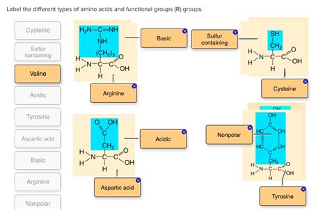 Solved Text Label The Different Types Of Amino Acids And Functional Groups R Groups Cysteine