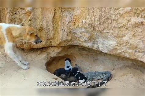 猫头鹰趁狗妈妈不在家，趁机偷袭狗窝里的小奶狗，真是太损了！小奶偷袭猫头鹰