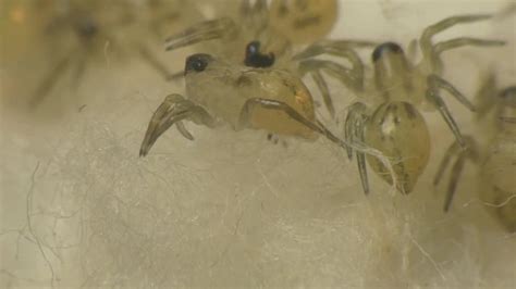 Spiderlings Bilder Bläddra Bland 637 Stockfoton Vektorer Och Videor