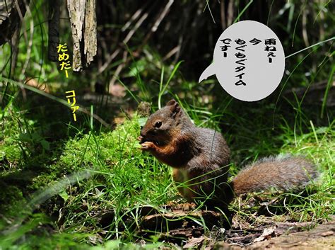 関東雨が降って欲しい―とリスも願っている！ Weblog ちー3歩 Ⅱ
