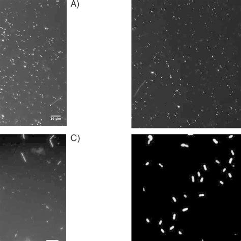 Bacterial Morphotypes Found In A S Californicus Dissolved Organic Download Scientific Diagram