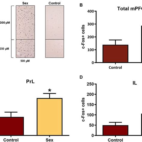Female Sexual Behavior Activates The Medial Prefrontal Cortex MPFC Download Scientific