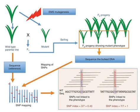 体分离分析（bsa） 博凯森生物