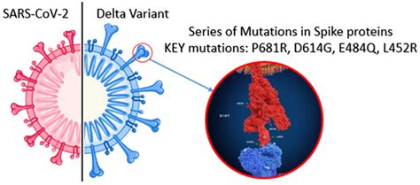 Is The Sars Cov 2 Omicron Variant Deadlier And More Transmissible Than Delta Variant