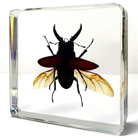 Insects In Resin Butterflies And Beetles Also Available Wholesale