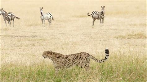 Giraffes Vs Cheetahs A Battle Of Giants And Speedsters Youtube