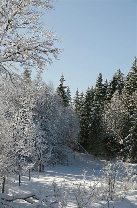 나무와 눈 덮인 땅이있는 눈 덮인 들판 사진 Unsplash의 무료 자연 이미지