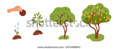 Tree Growth Life Cycle Growing Stages Stock Vector Royalty Free 2476408845 Shutterstock