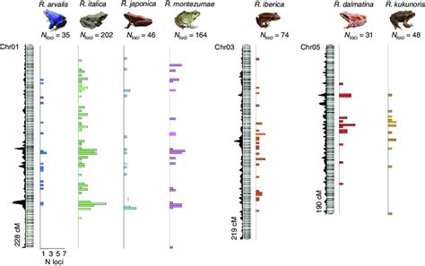 Chromosome Wide Distribution Of Sex Linked Rad Markers In Seven True