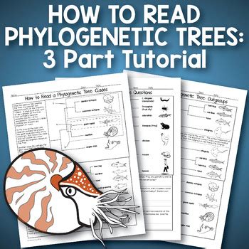 How To Read A Phylogenetic Tree Part Activity By Science With Mrs Lau