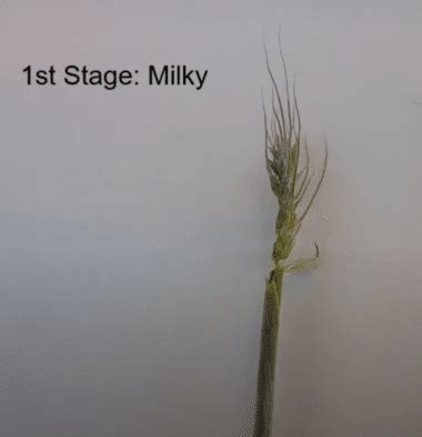 Winter Wheat Seeds A Guide To Planting Growing Harvesting