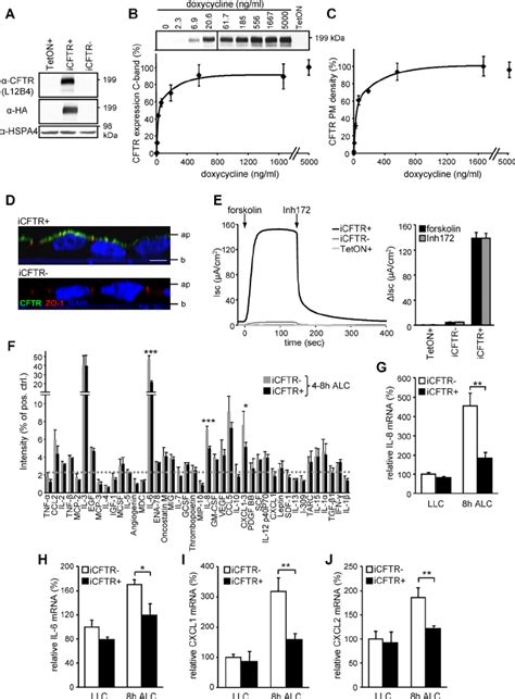 Inducible Cftr Expression In Cf Human Bronchial Epithelia Cfbe Download Scientific Diagram