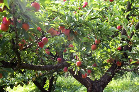 자두 공씨아저씨네