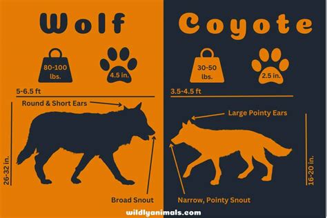 Coyote Vs Wolf Spot The Differences From A Gray Wolf