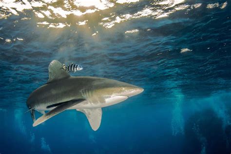 Shark Attacks Map Surf And Unwind